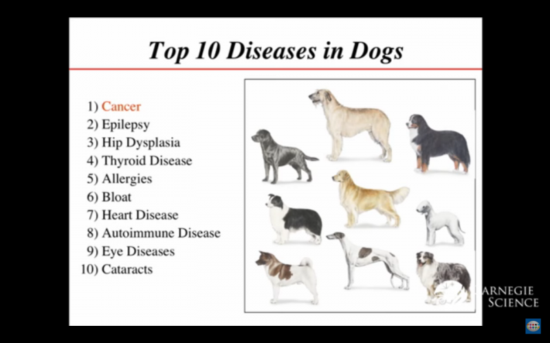 文波PTE Retell Lecture练习－Top 10 Disease in Dogs | 文波英语